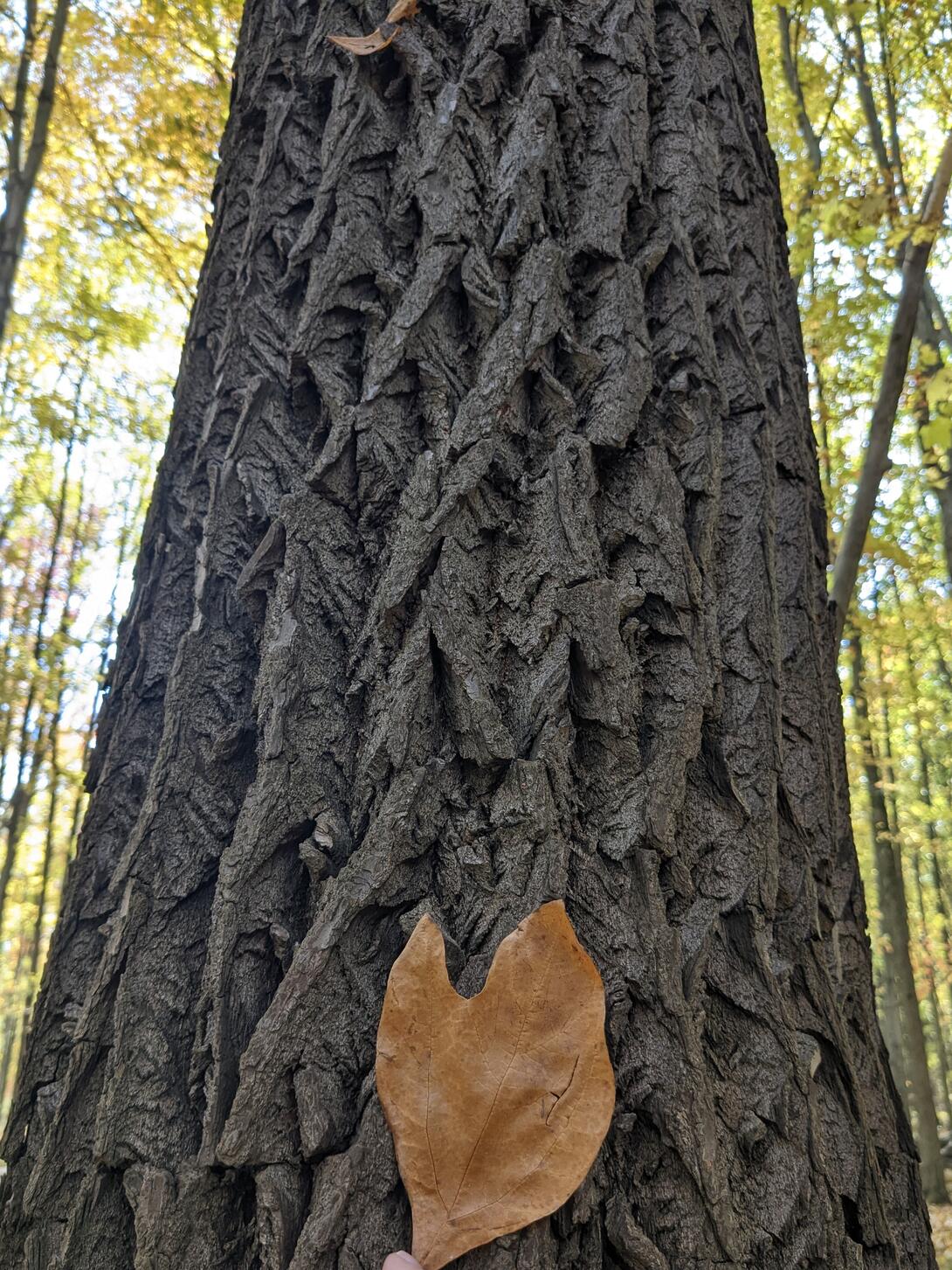 Sassafras | CMP Tree Selection Tool